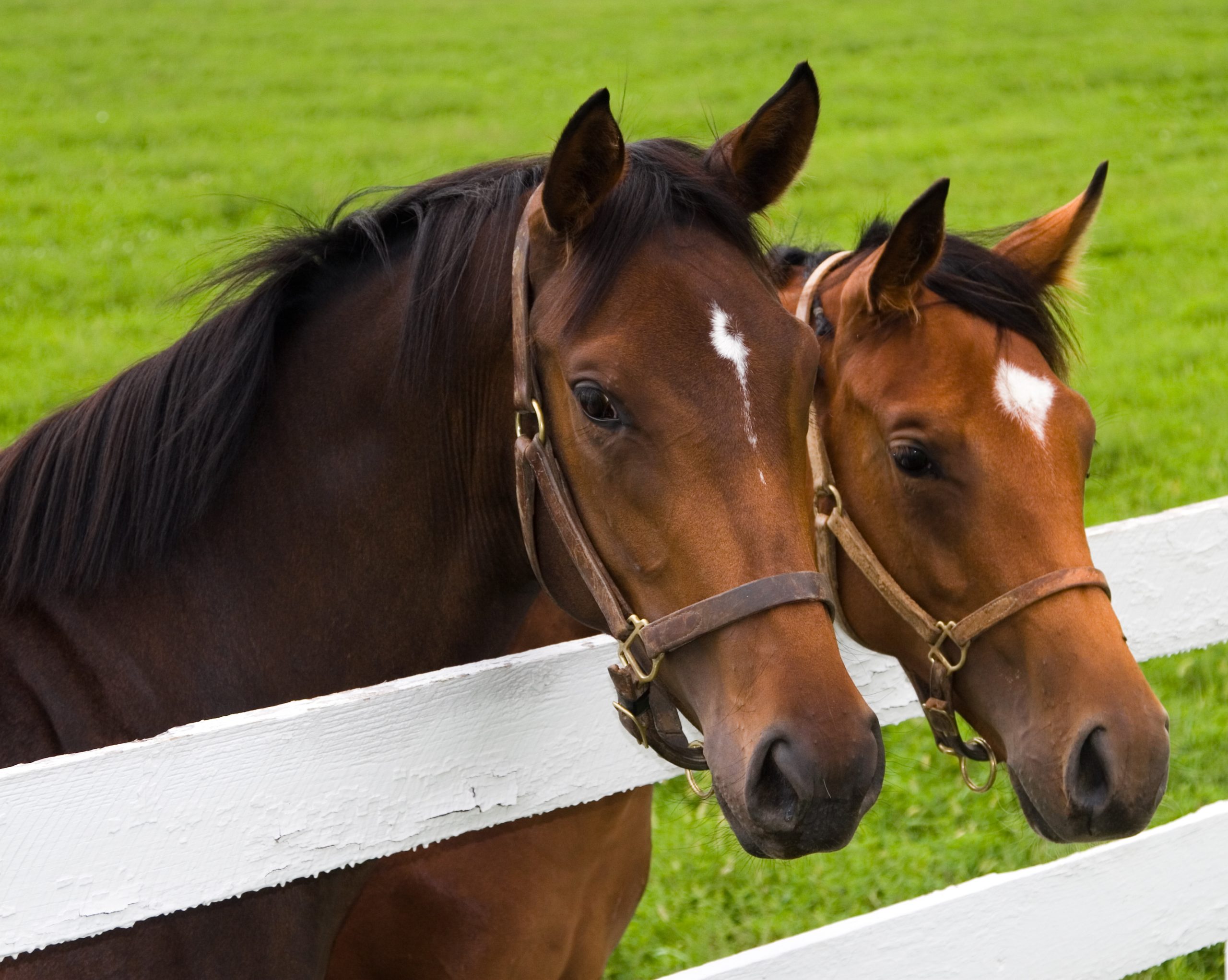 Equine Digestive Supplements | Equi-Force